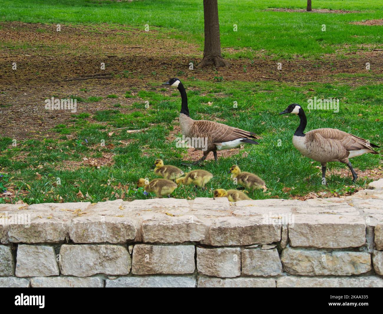 Some geese at Jacob Loose Park in Kansas City, Missouri Stock Photo - Alamy