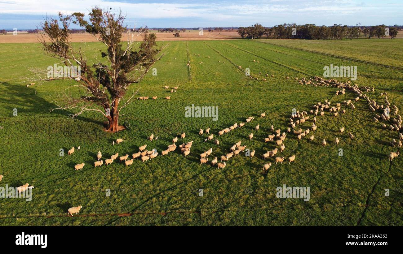 A beautiful aerial view of a group of sheep walking in lines in a farm ...