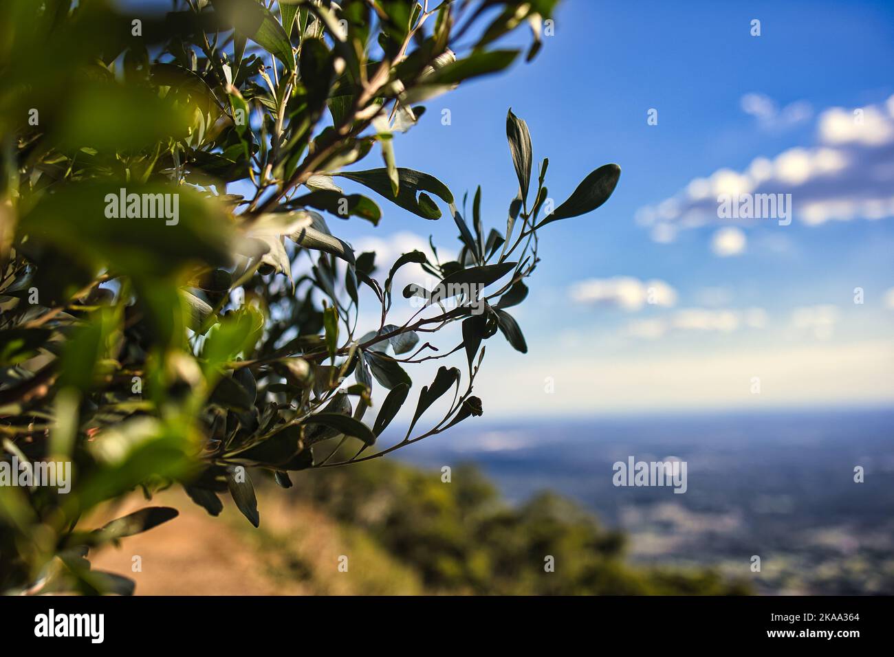 A selective of green leaves of a tree facing the gorge Stock Photo - Alamy