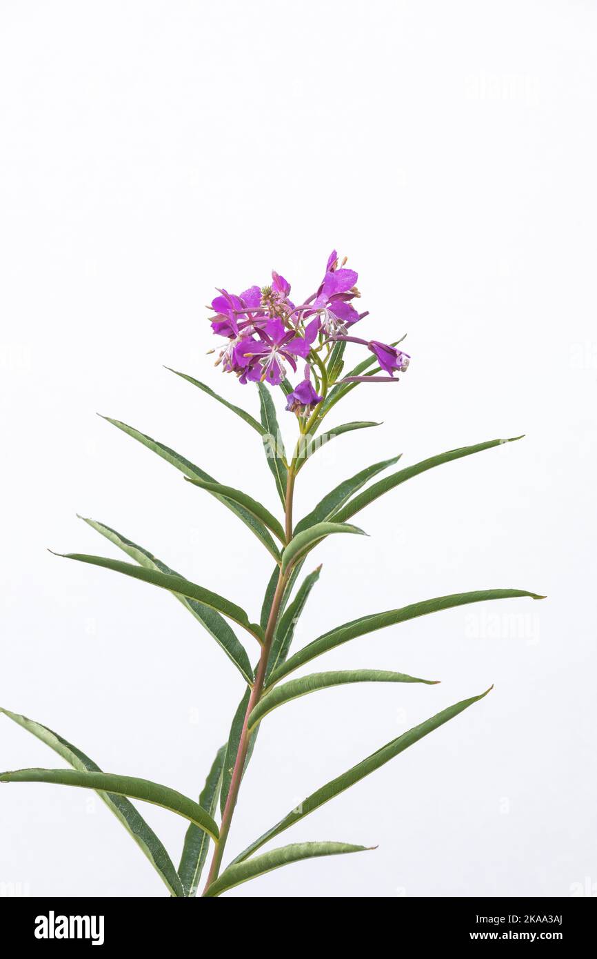 Fireweed, Chamaenerion angustifolium, flowering in the Cascade Mountains, Mt. Baker-Snoqualmie ...