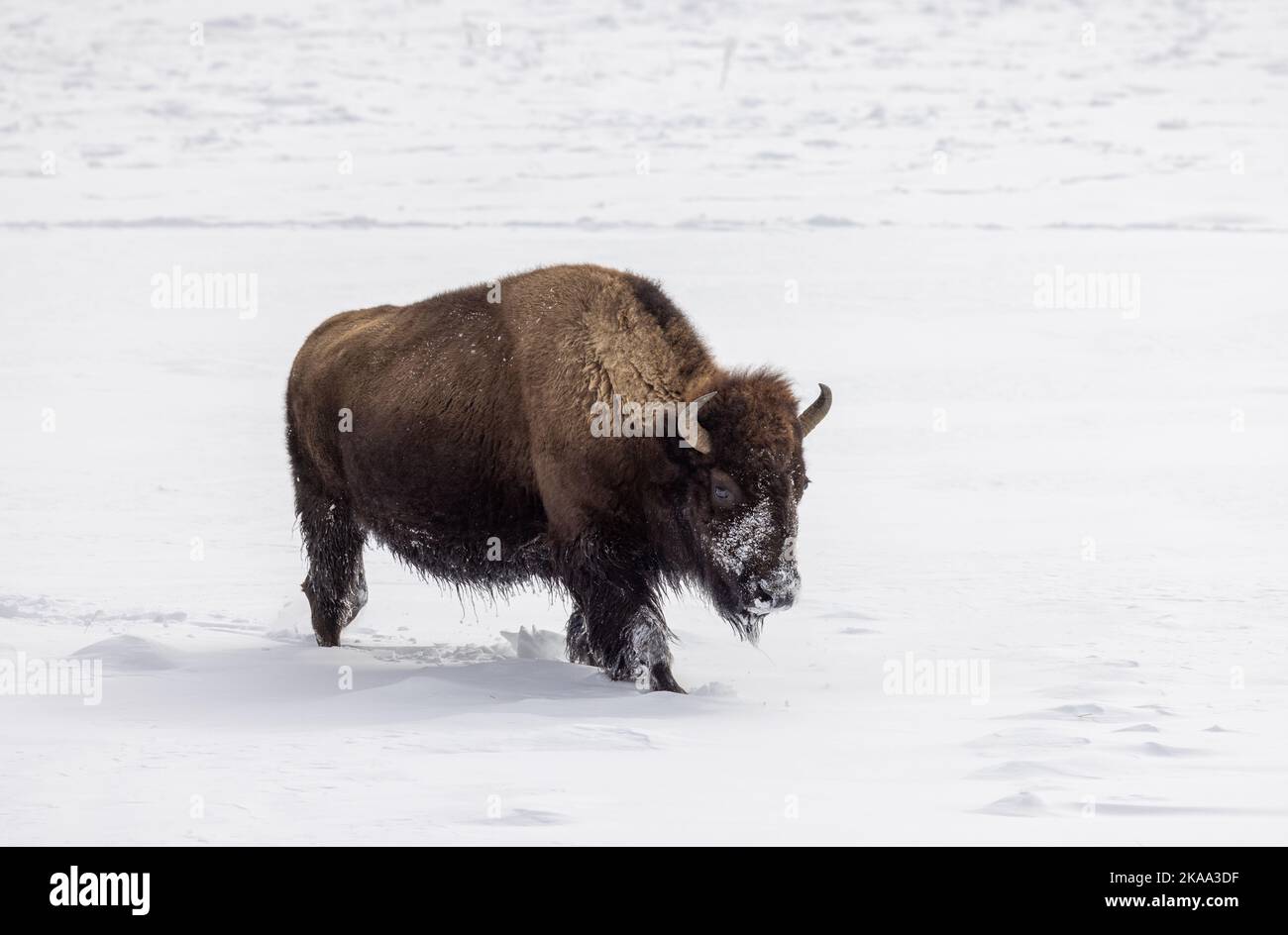 Bison in Winter in Yellowstone National Park Wyoming Stock Photo - Alamy