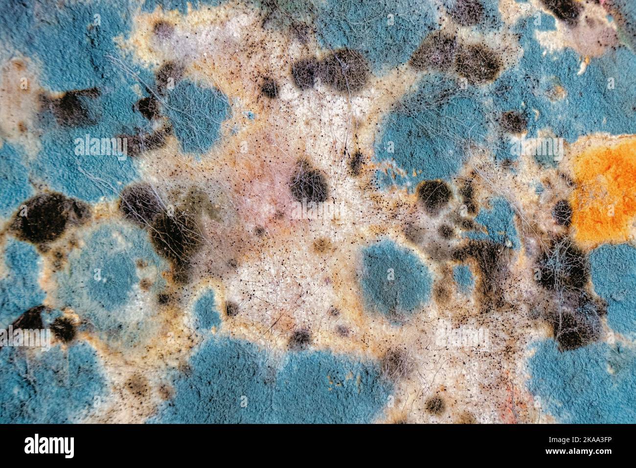 A fungus or mold seen up close Stock Photo - Alamy
