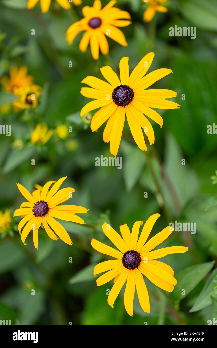 Yellow rudbeckia flowers in full bloom with green background Stock ...