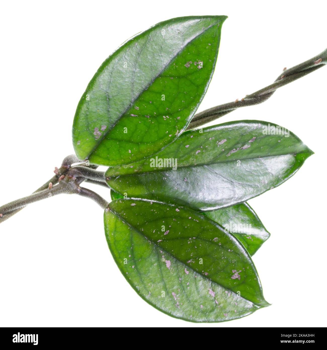 Leaves of Hoya Carnosa or Waxplant Stock Photo - Alamy