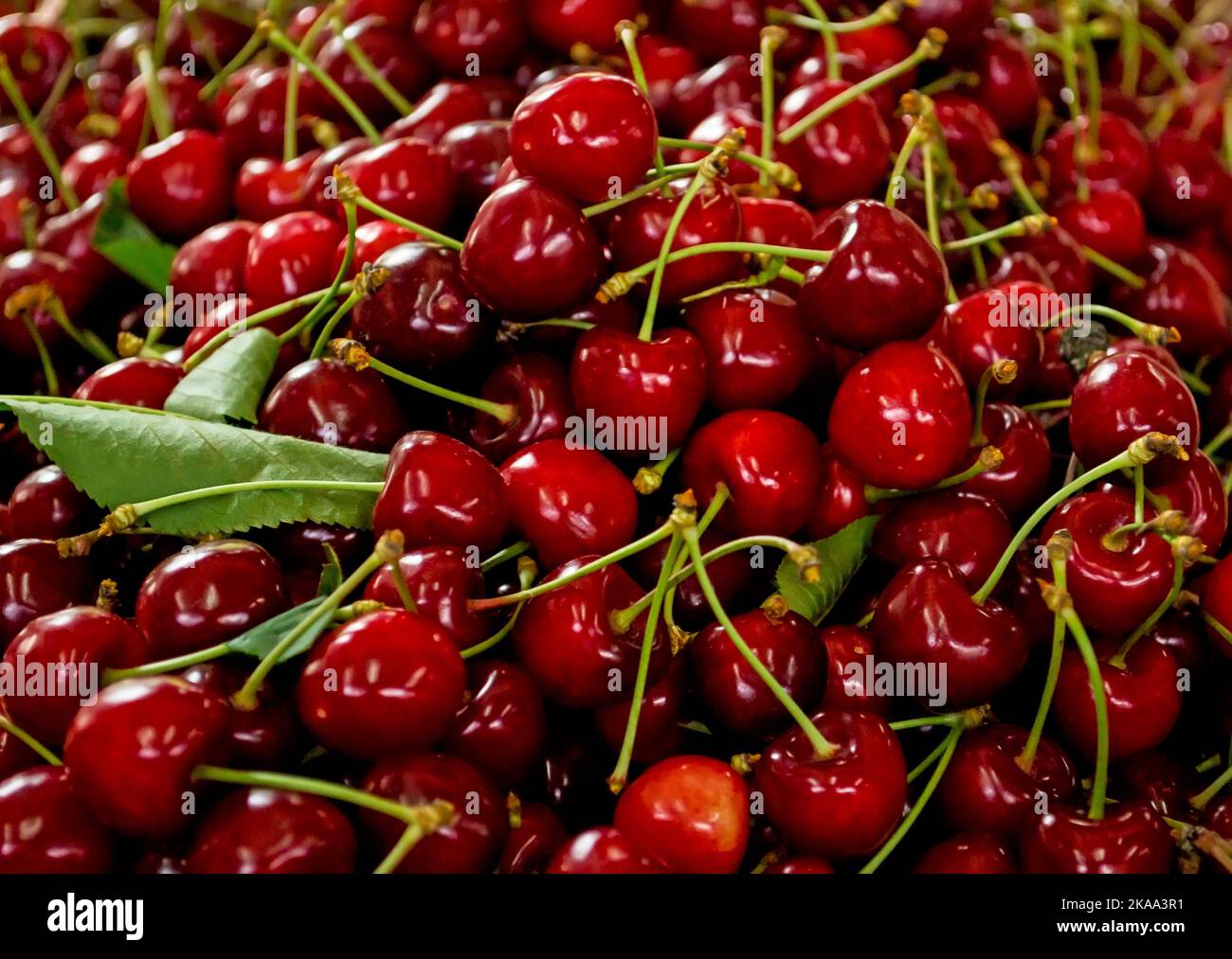 A closeup shot of a pile of red ripe cherries on sale market Stock ...