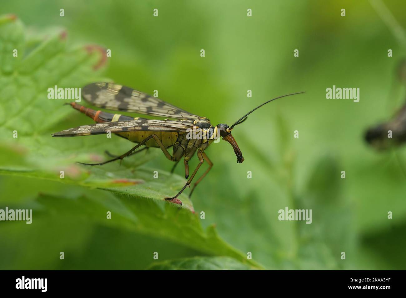 Natural closeup on a female Common scorpionfly, Panorpa vulgaris ...
