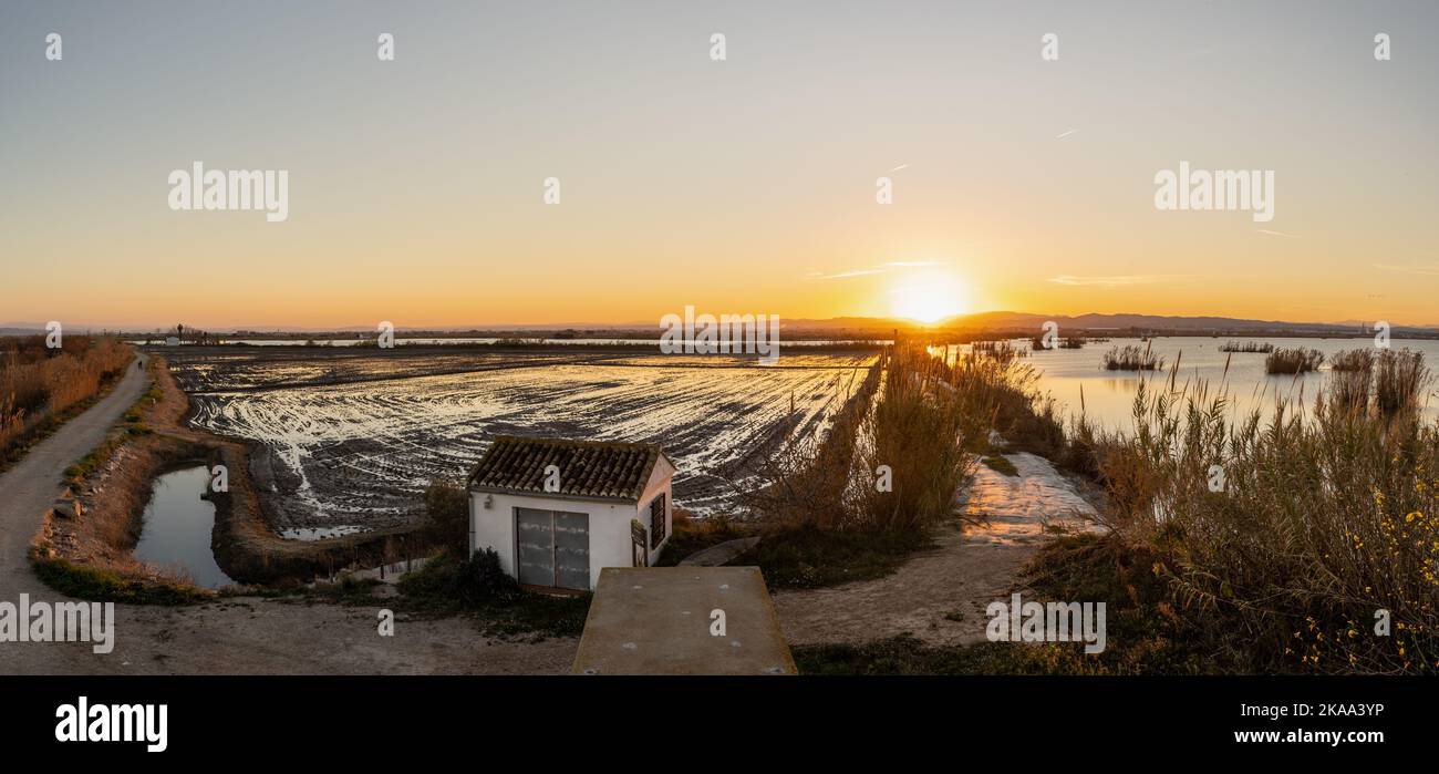 Panoramic view of flooded rice fields between dirt roads at sunset in ...
