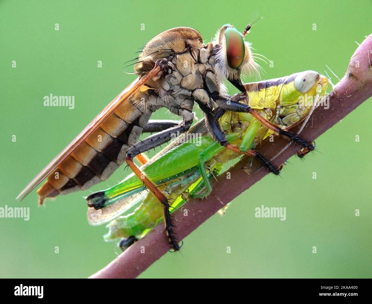 Robber flies are predatory insects Stock Photo - Alamy