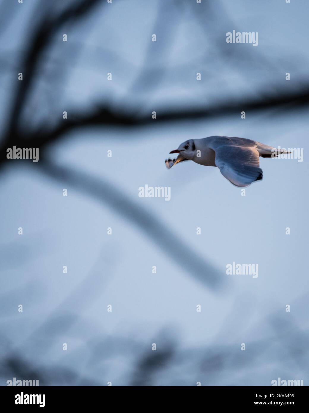 A vertical shot of a common pigeon flying in the air Stock Photo - Alamy