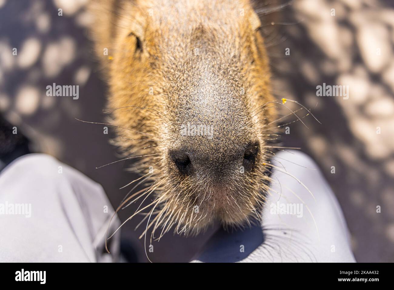 A capybara (hydrochoerus hydrochaeris) at the zoo in Arizona, USA Stock ...