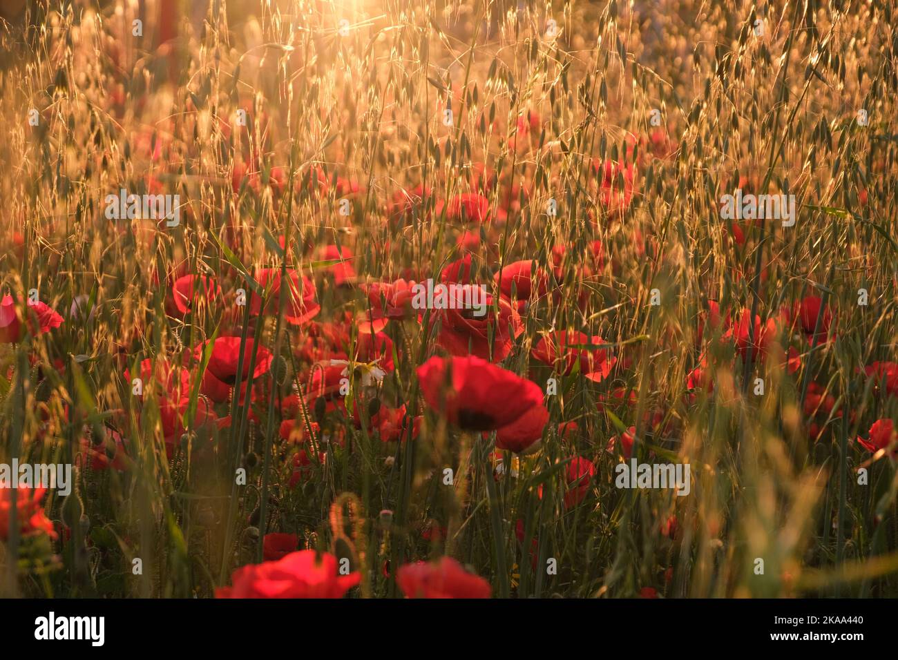 A beautiful shot of a field of red poppies at sunset Stock Photo - Alamy