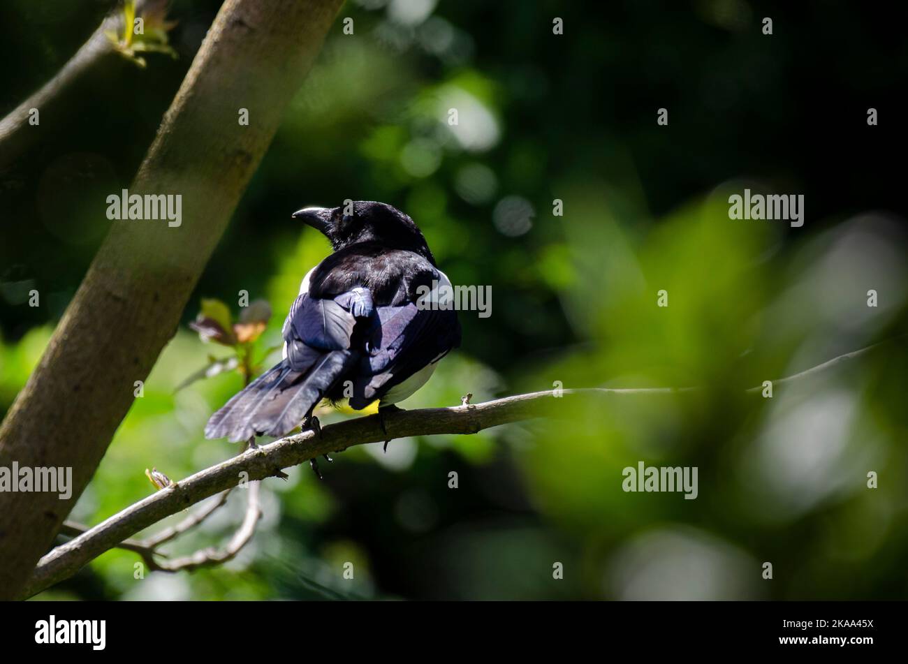 Magpie pica pica beak open hi-res stock photography and images - Alamy
