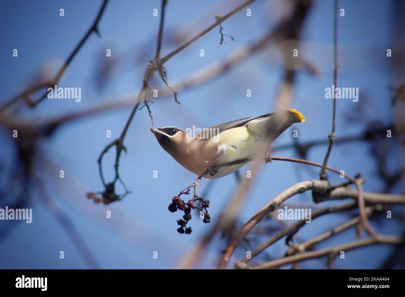 A low angle shot of a beautiful cedar waxwing standing on a narrow twig ...