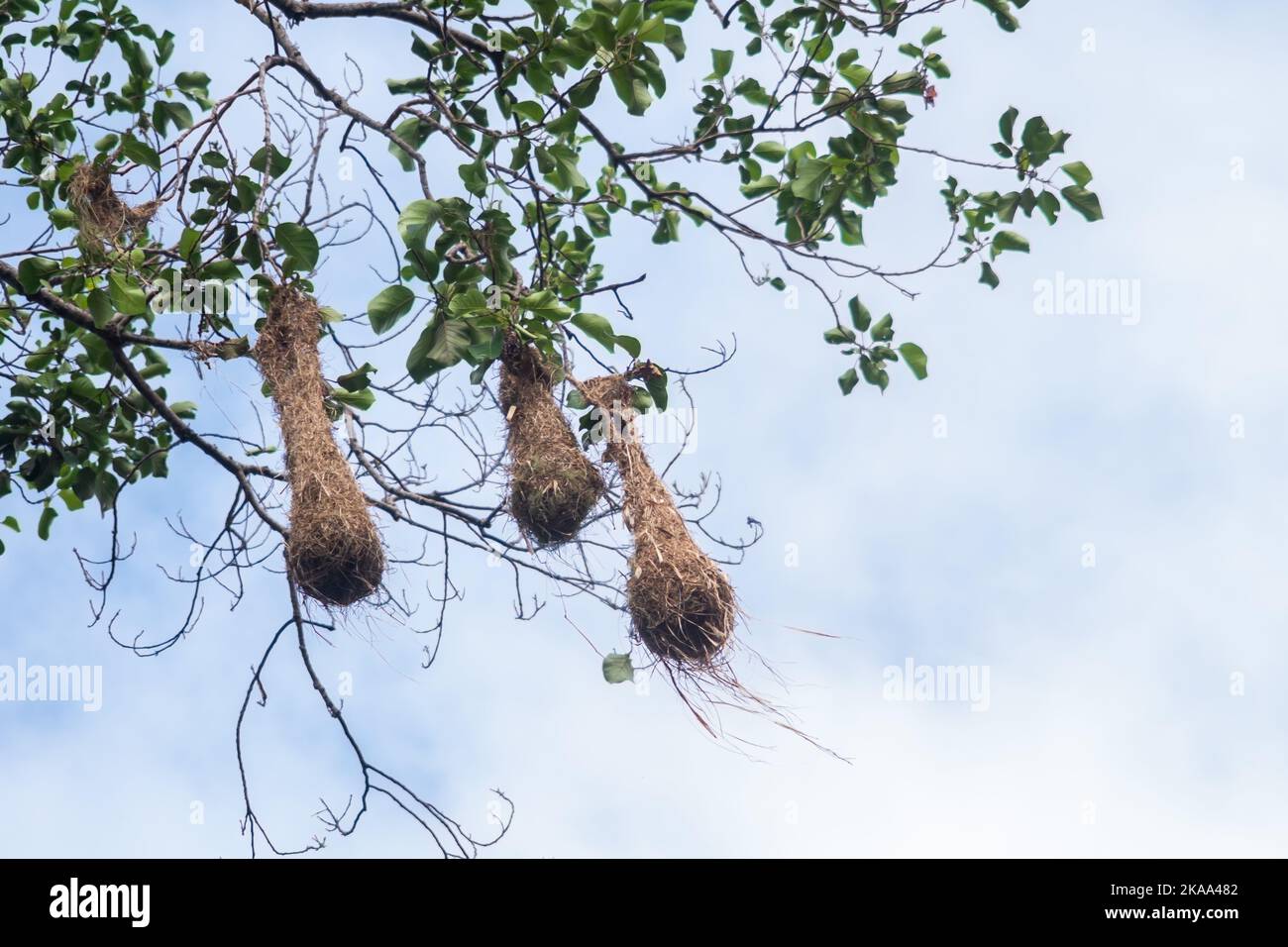 A low angle shot of hanging nests of birds from tree Stock Photo - Alamy