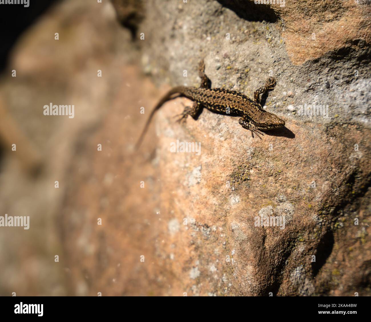 A lizard crawling on the surface of a stone Stock Photo - Alamy