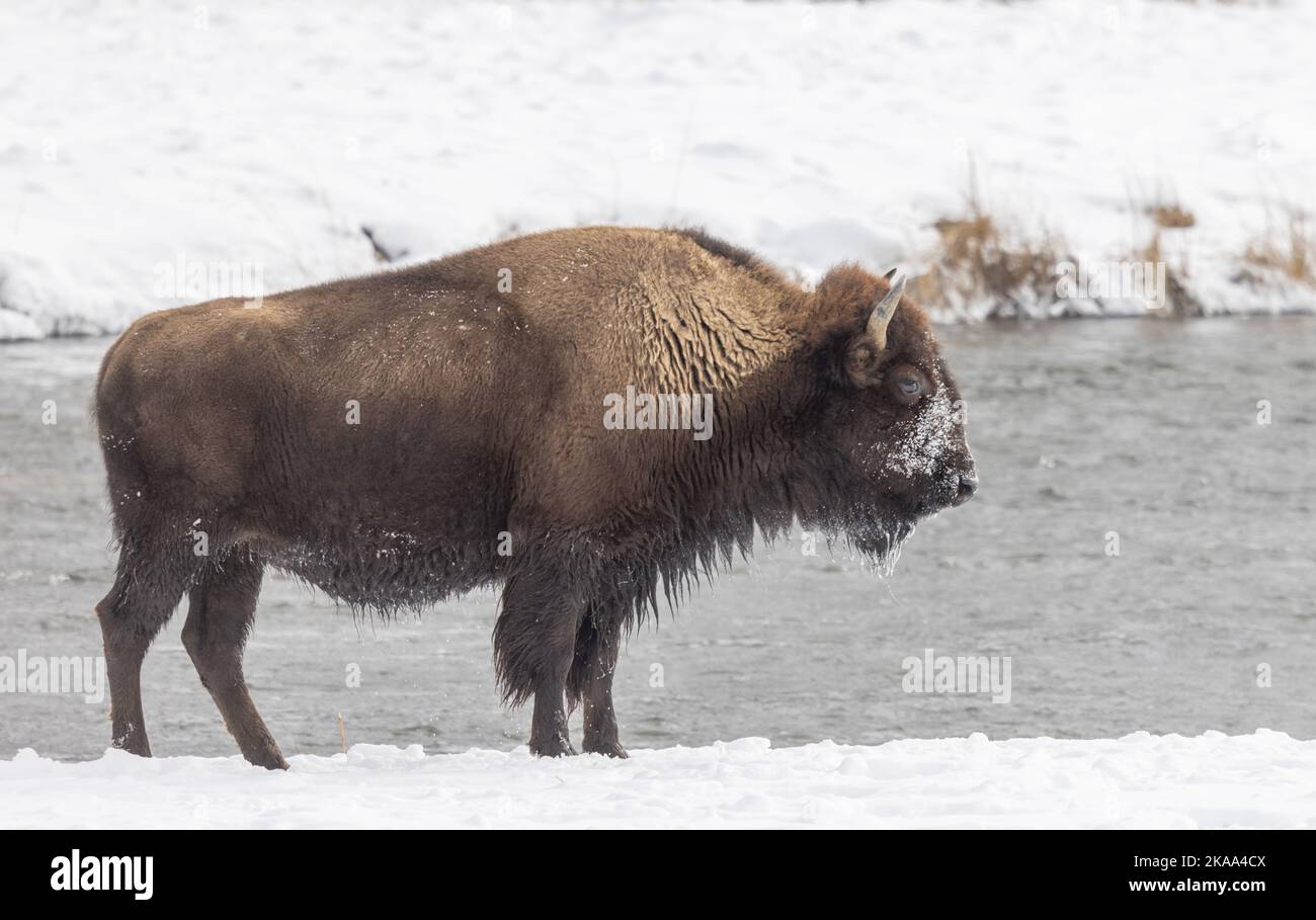 Bison in Winter in Yellowstone National Park Wyoming Stock Photo - Alamy