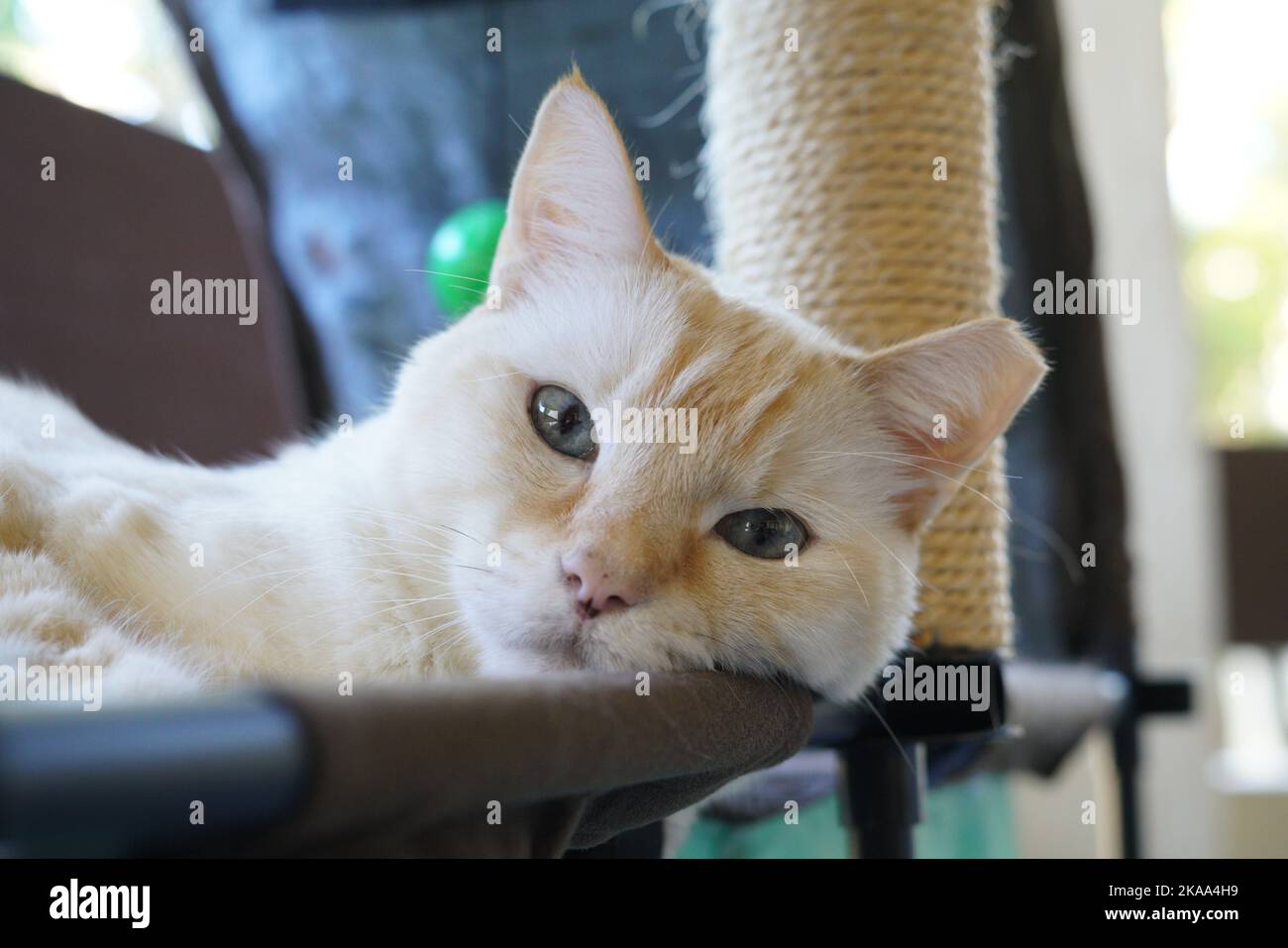 A closeup of Flame point Siamese cat with rare color of its breed ...
