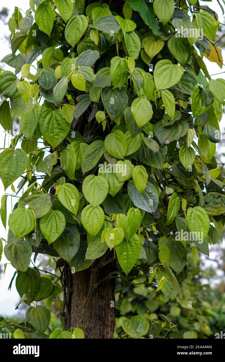 A betel plant with green leaves growing in the garden Stock Photo - Alamy