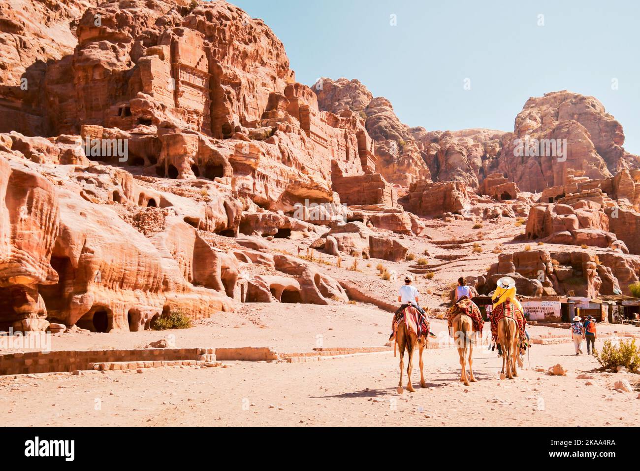 Local Arab tourist guide in Petra city riding on camel with tourists ...