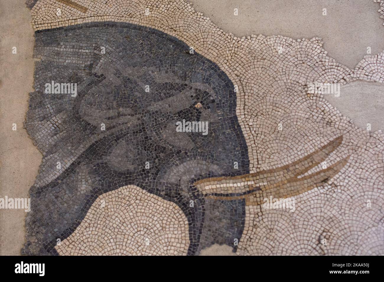 Mosaics from the Great Palace Mosaic at the Istanbul Mosaic Museum ...