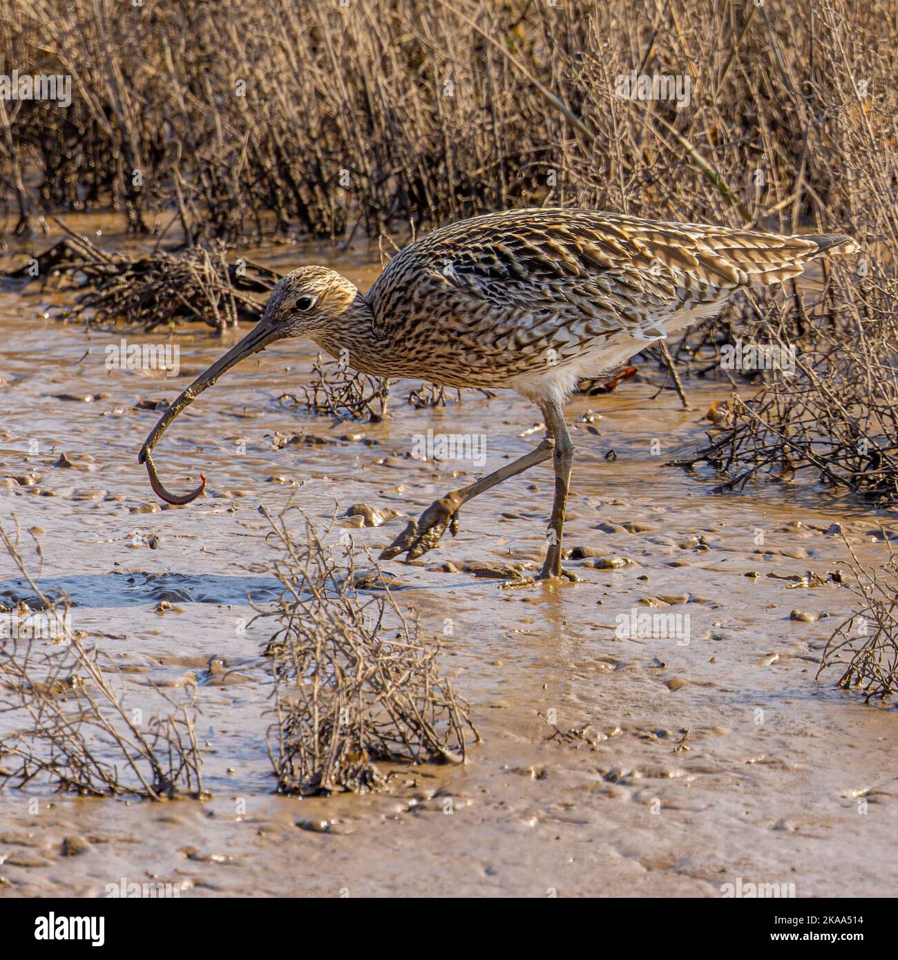 Eastern curlew australia hi-res stock photography and images - Alamy