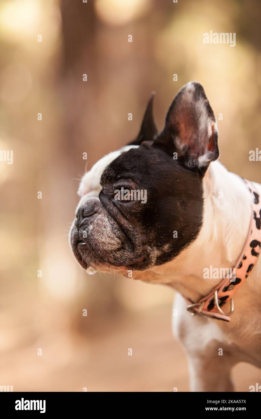 lovely French bulldog play and pose in the forest Stock Photo - Alamy