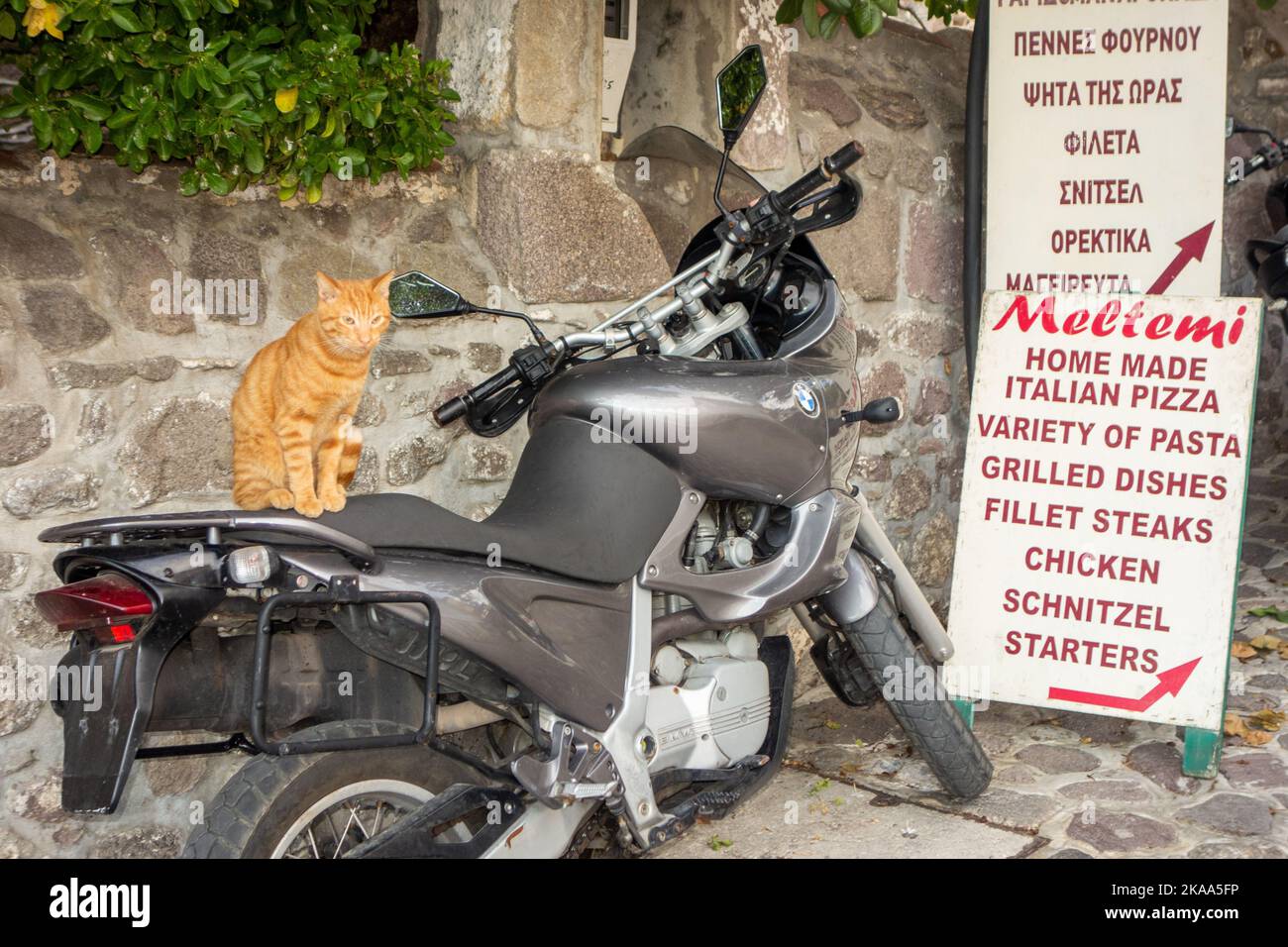 Ginger cat sat on a large BMW motorcycle at the Greek seaside resort of ...