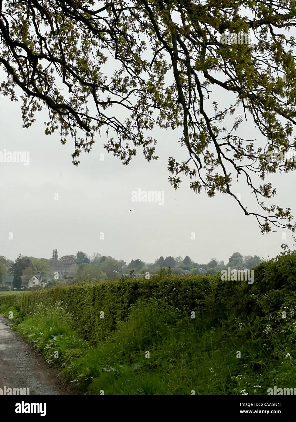 A beautiful scene of green grass under a tree against a light sky and ...