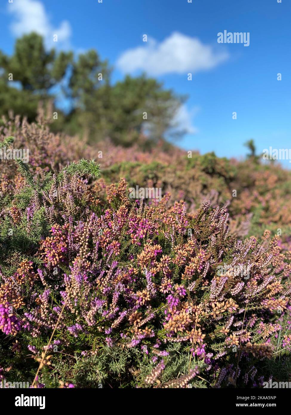 A vertical closeup of Calluna vulgaris, common heather, ling, or simply ...