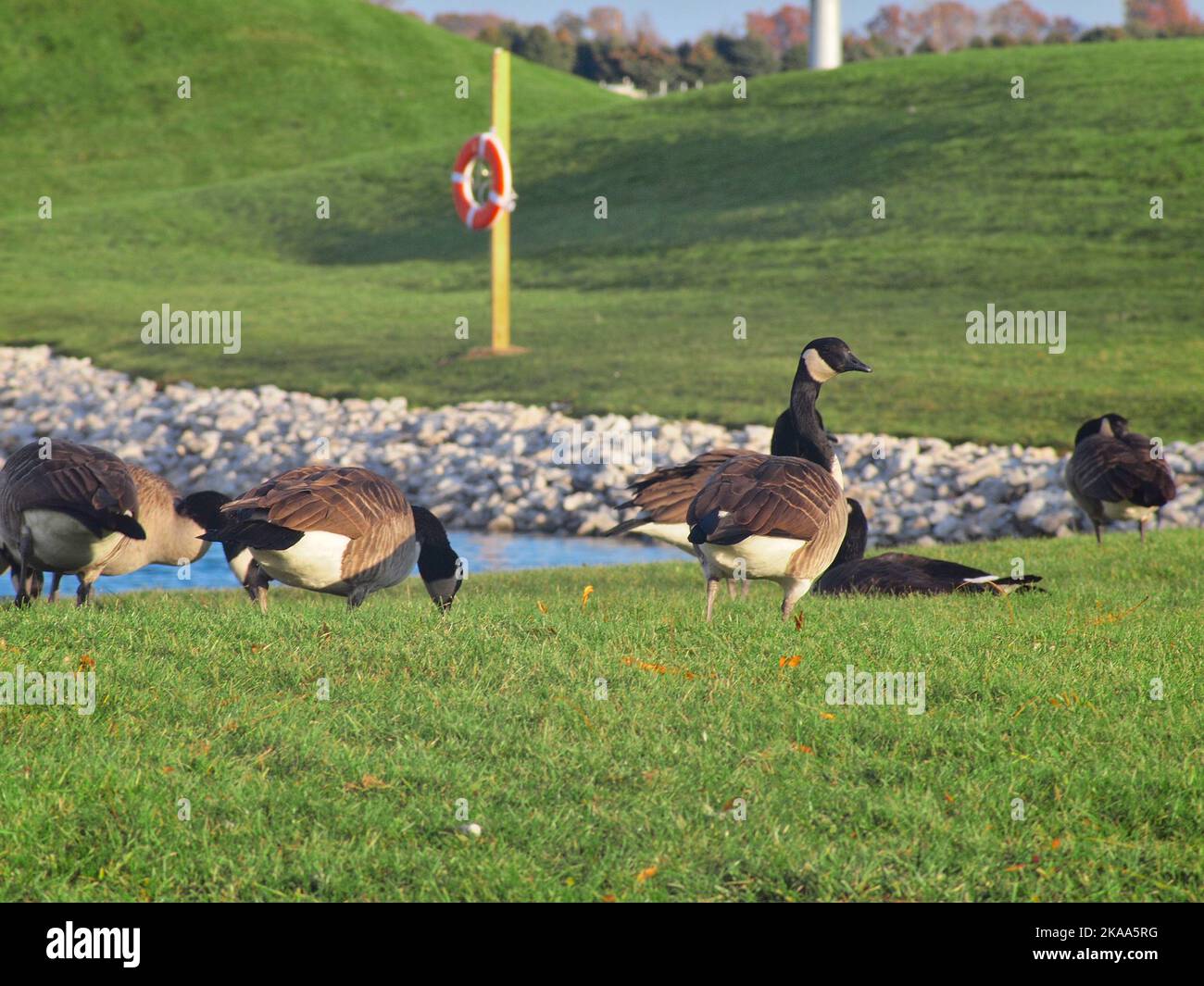 Nibbling birds hi-res stock photography and images - Alamy