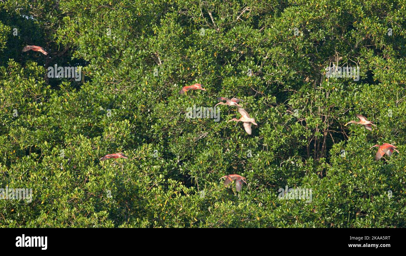 Group of red ibis flying hi-res stock photography and images - Alamy