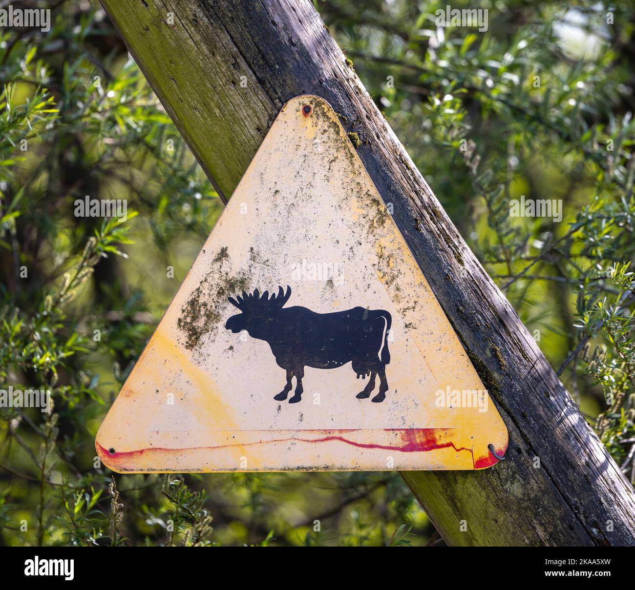A closeup of a Moose warning sign Stock Photo - Alamy