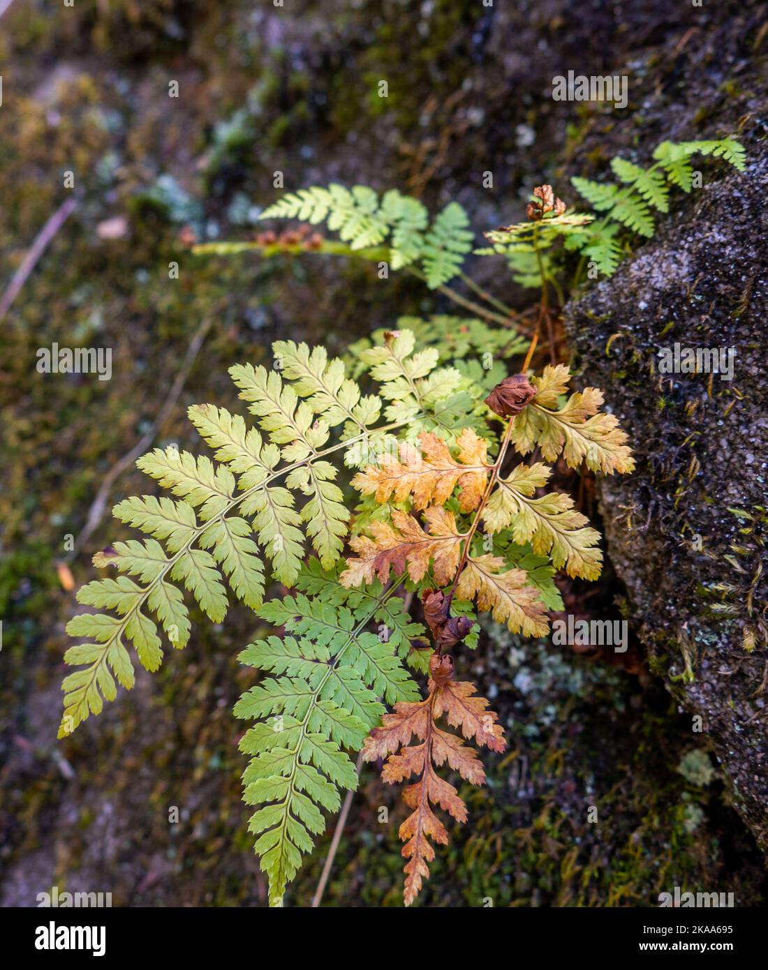 Fern leaf cactus hi-res stock photography and images - Alamy