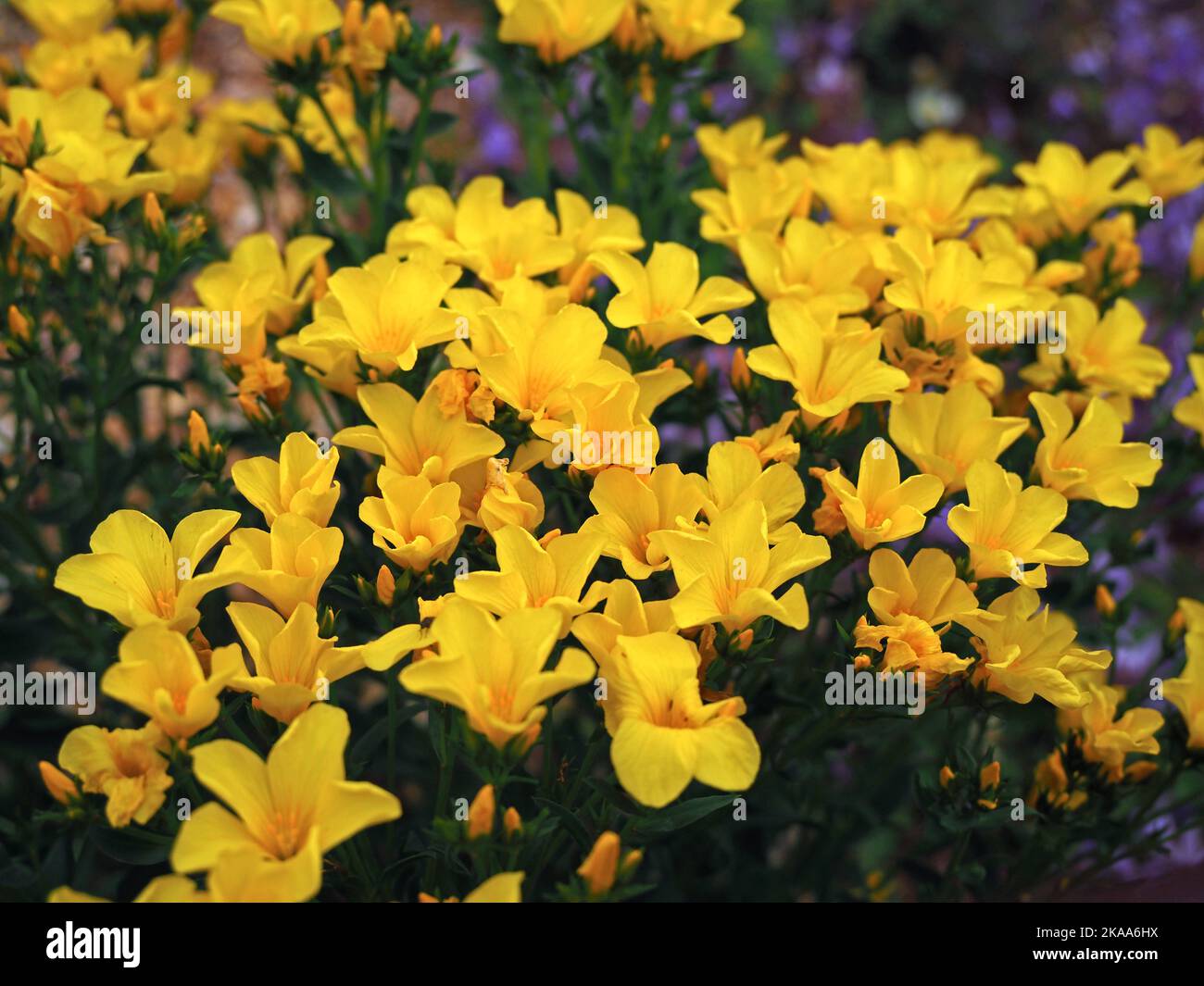 Golden flax hi-res stock photography and images - Alamy