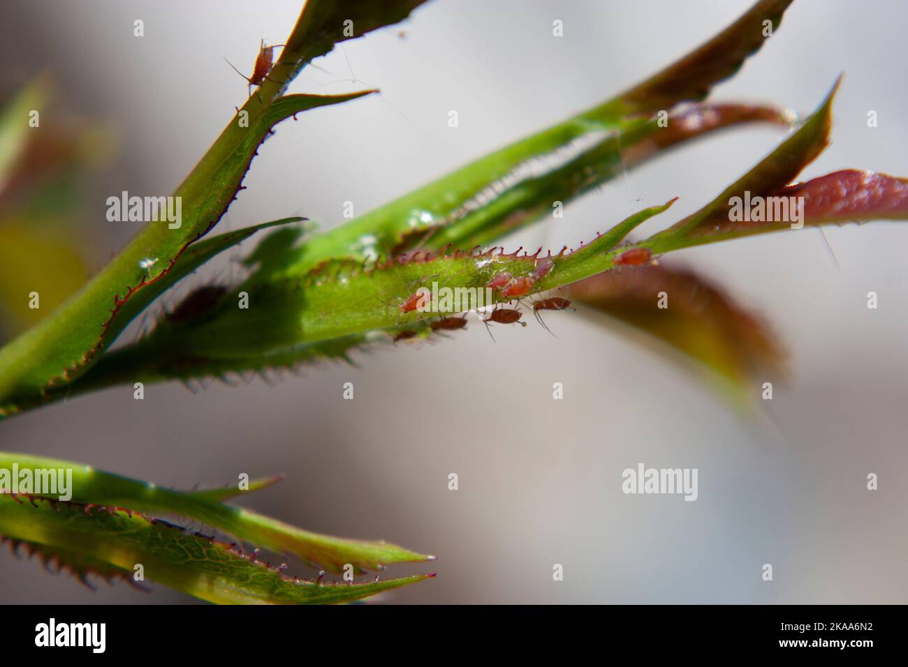 A variety of aphids on a rose bush in a garden Stock Photo - Alamy