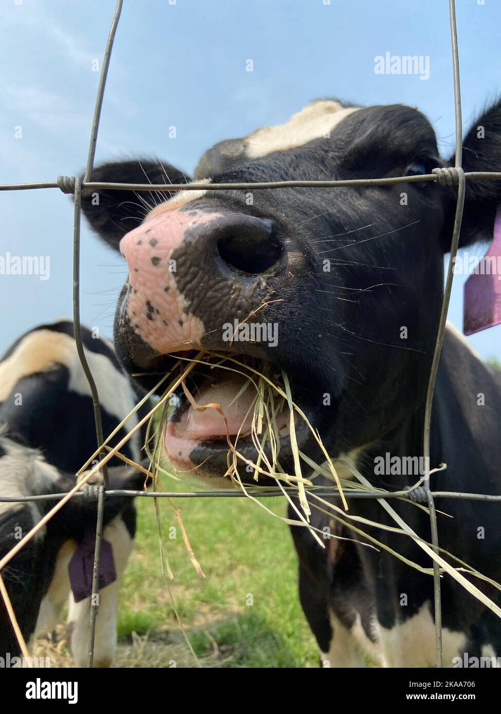 Cow calf mouth open hi-res stock photography and images - Alamy
