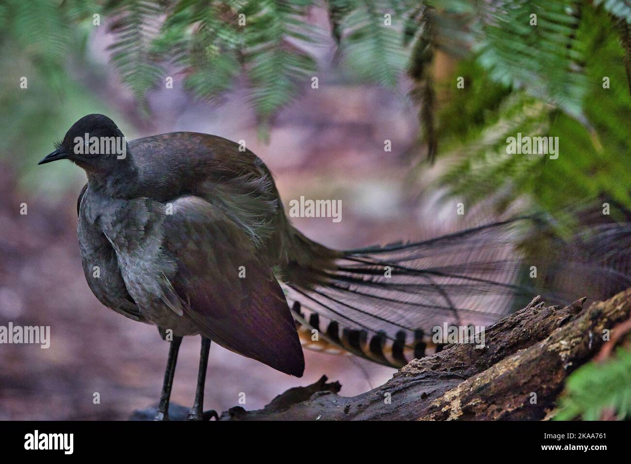 Lyrebird environment hi-res stock photography and images - Alamy