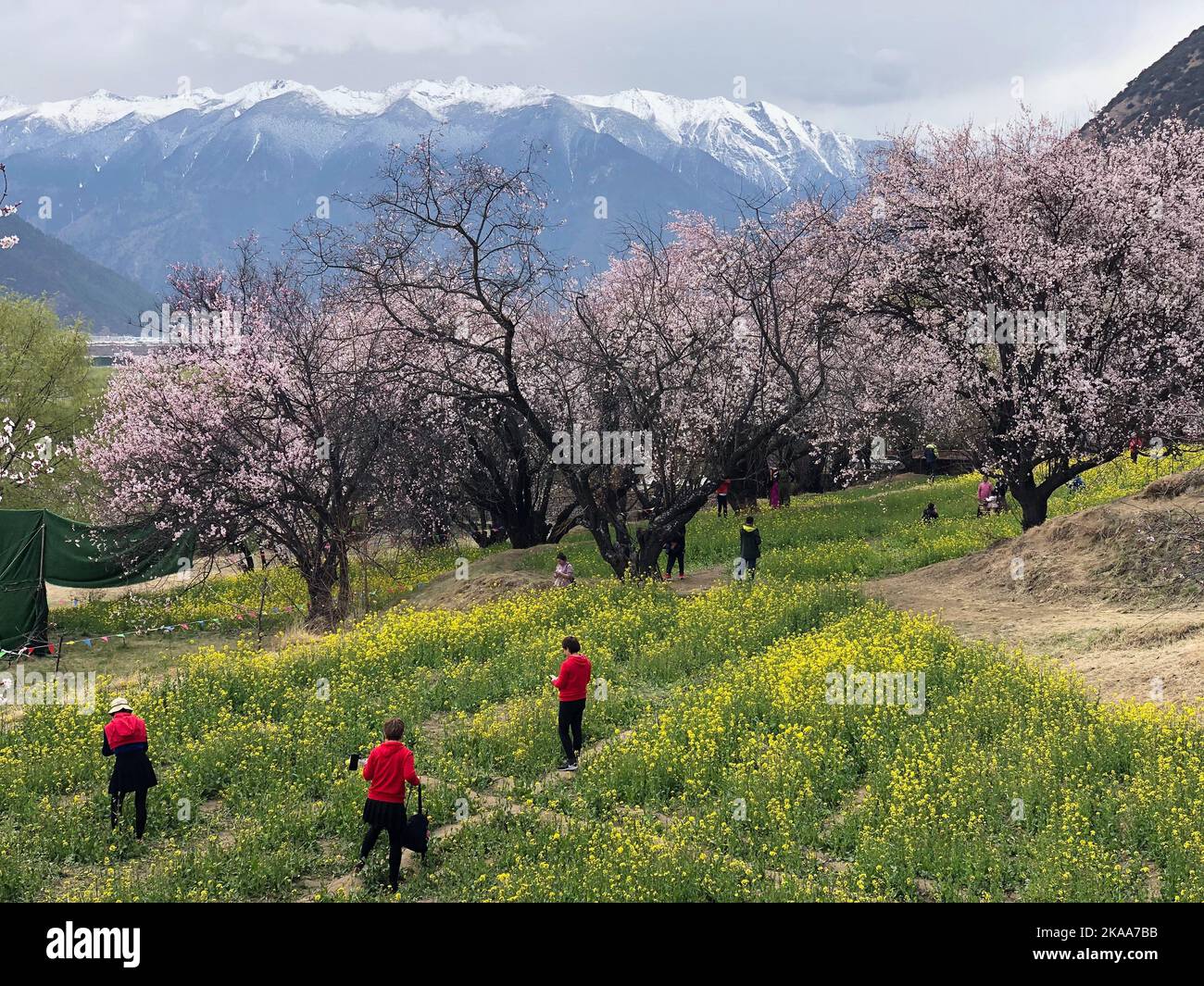 A breathtaking shot of farmers harvesting a greenfield with colorful ...