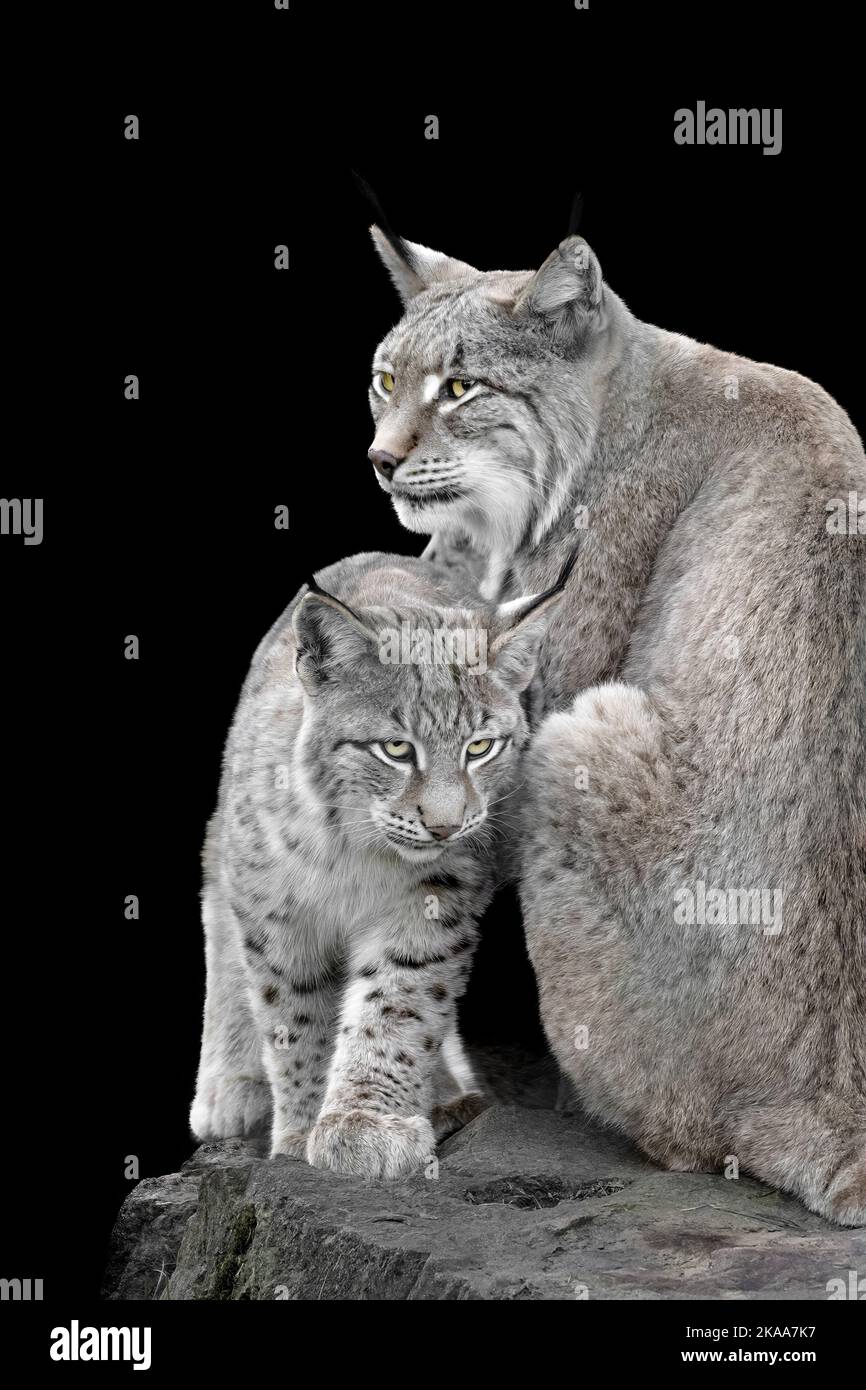 Baby lynx hi-res stock photography and images - Alamy