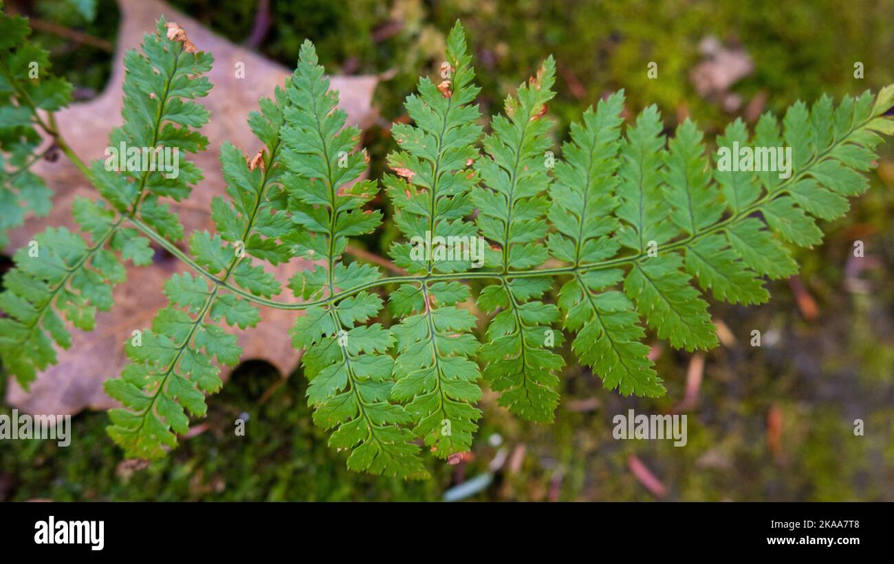 fern closeup in New England Stock Photo - Alamy