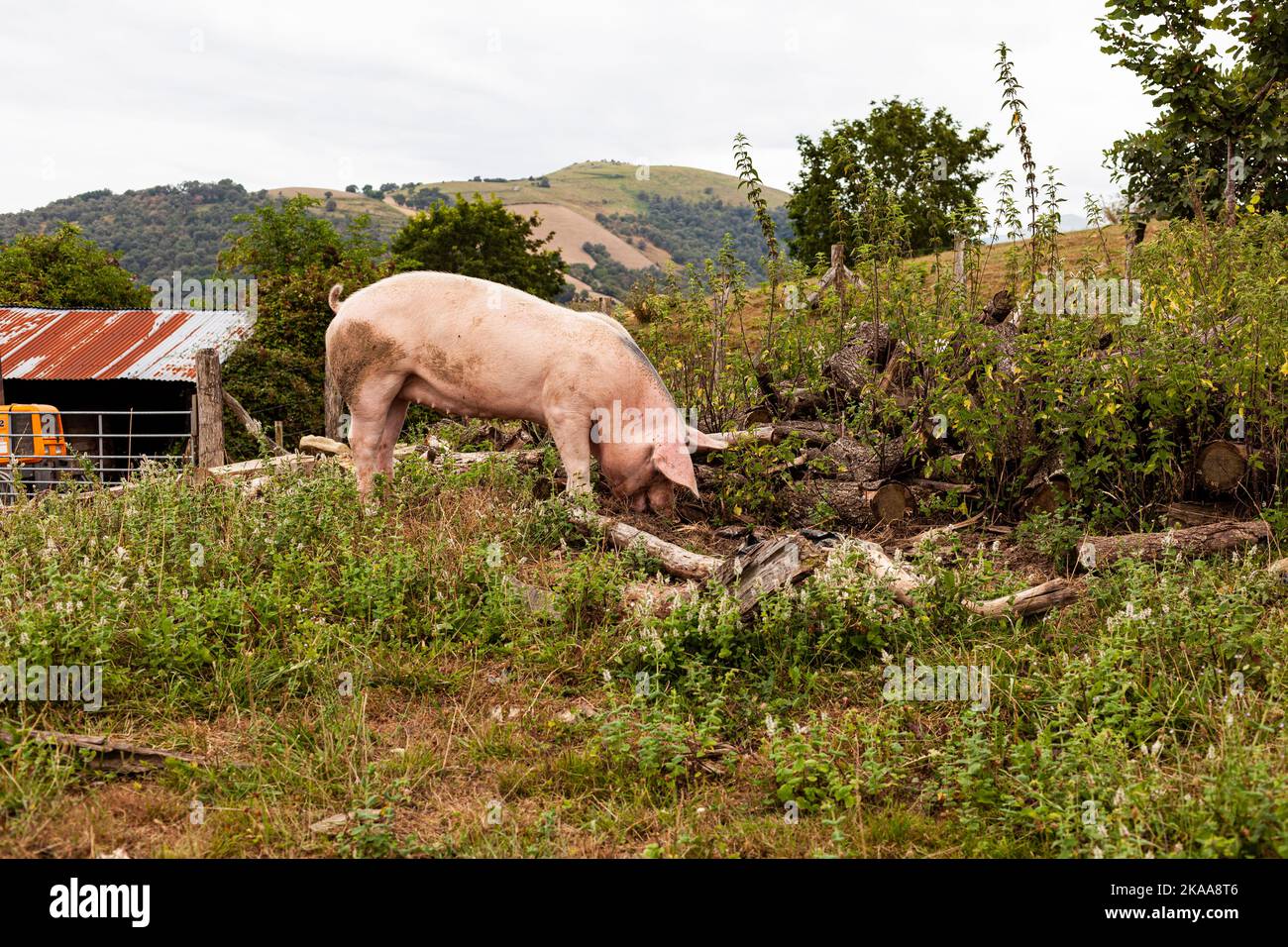 Meat farm hi-res stock photography and images - Alamy