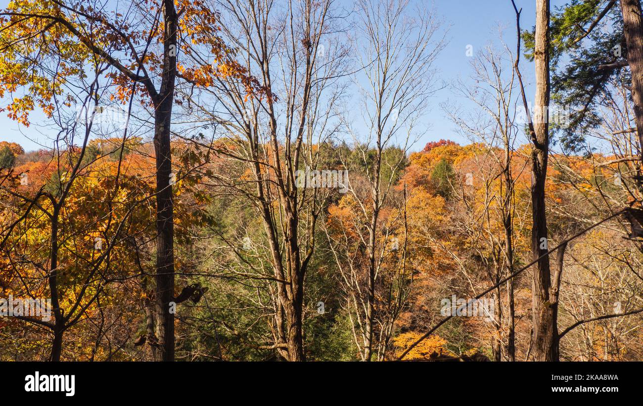 autumn in the New England forest Stock Photo - Alamy
