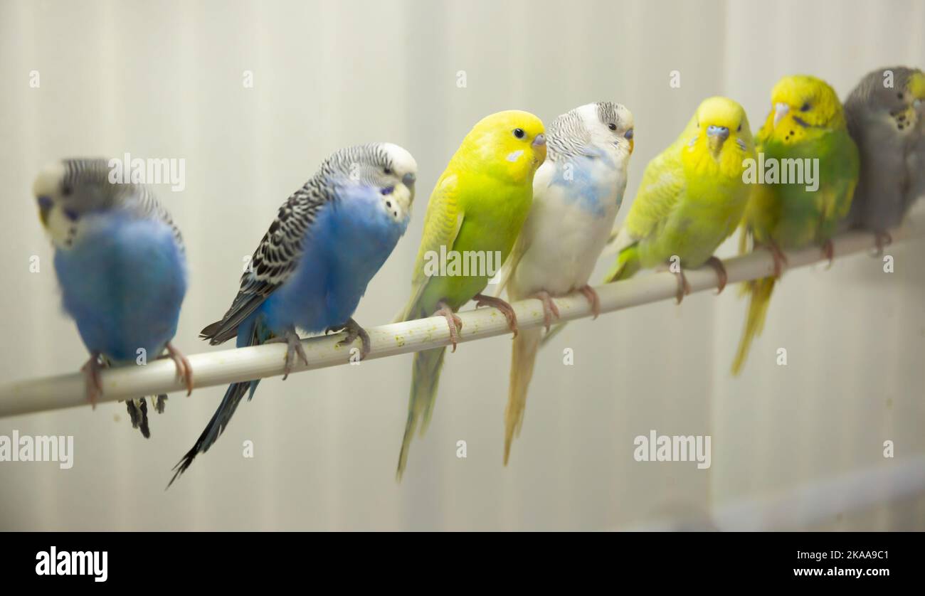 Variegated multi-colored budgerigars Stock Photo - Alamy