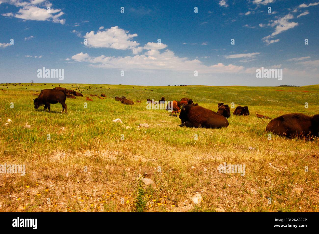 Bison in Summer, Custer State Park, South Dakota Stock Photo - Alamy