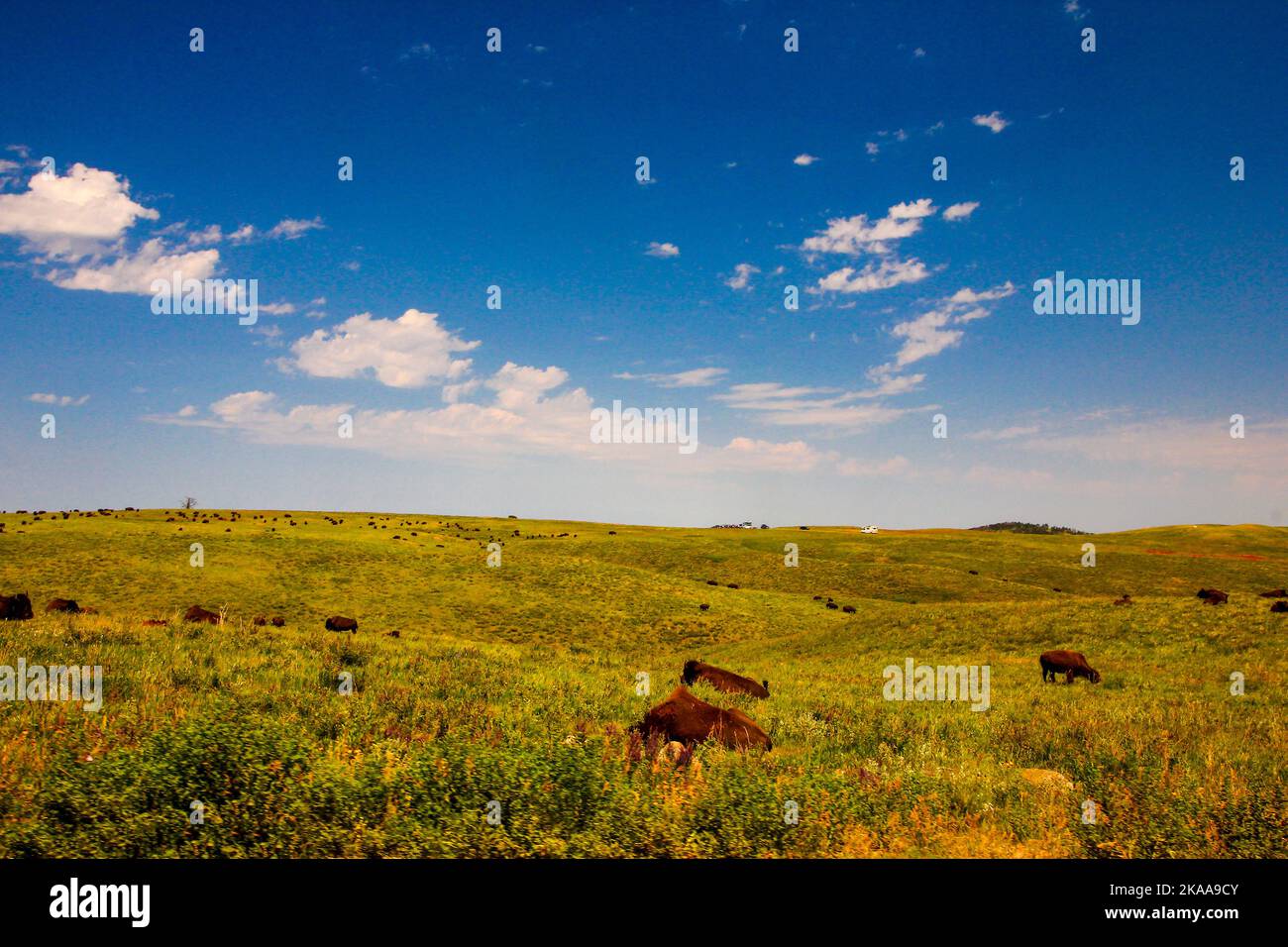 Bison in Summer, Custer State Park, South Dakota Stock Photo - Alamy