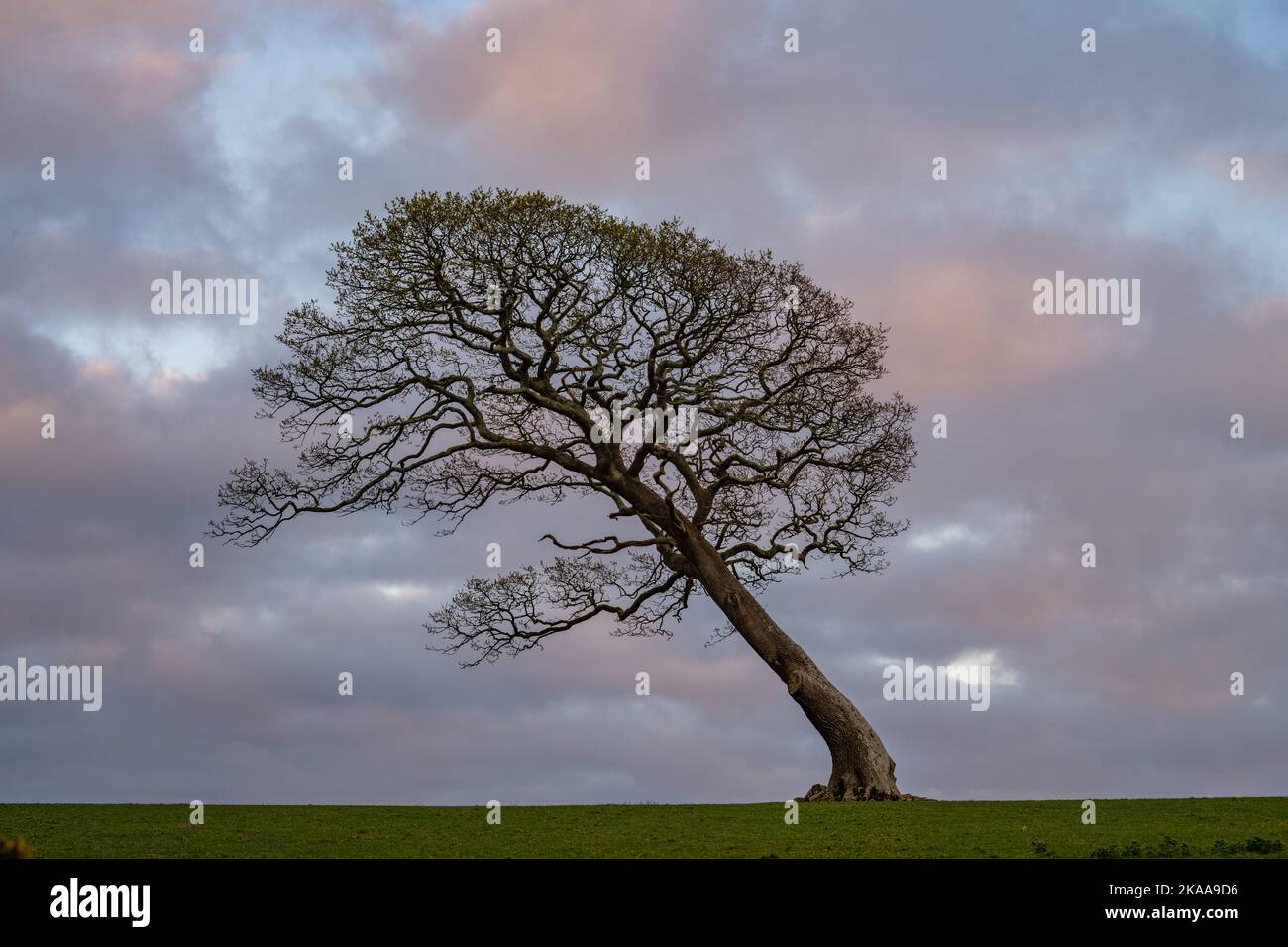 Wind blown tree hi-res stock photography and images - Alamy