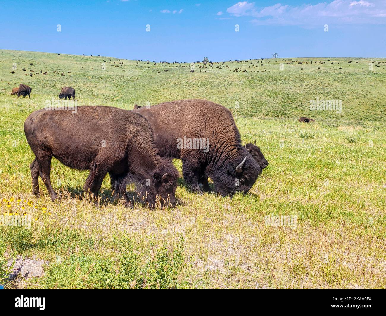 Bison in Summer, Custer State Park, South Dakota Stock Photo - Alamy