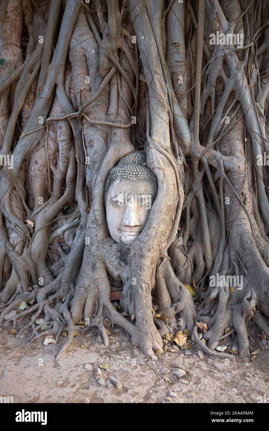 Budddha Head Wrapped in Roots of a Bodhi Tree at Wat Mahathat in ...