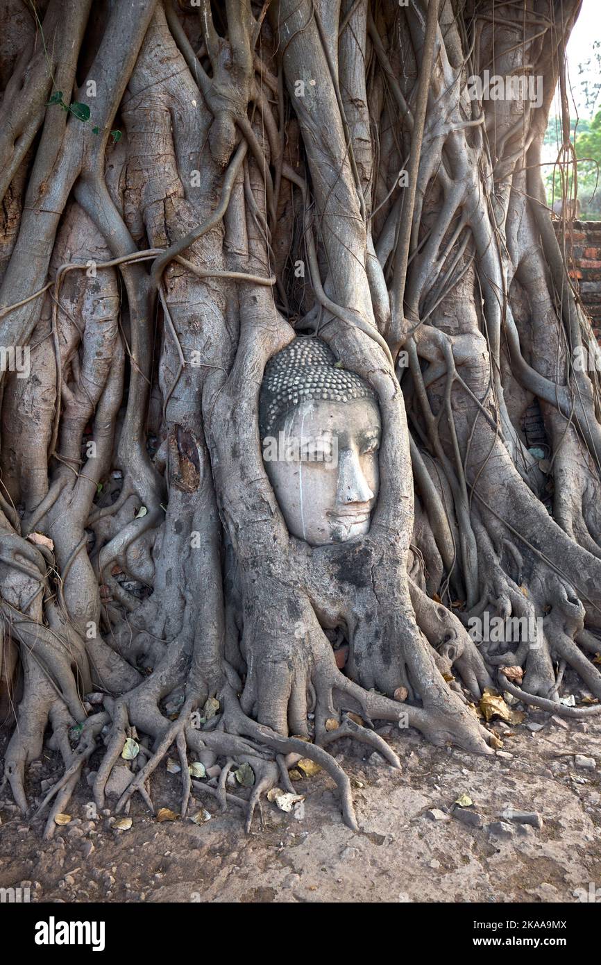 Budddha Head Wrapped in Roots of a Bodhi Tree at Wat Mahathat in ...