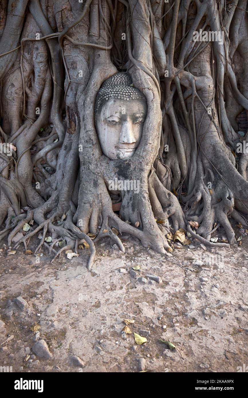 Budddha Head Wrapped in Roots of a Bodhi Tree at Wat Mahathat in ...